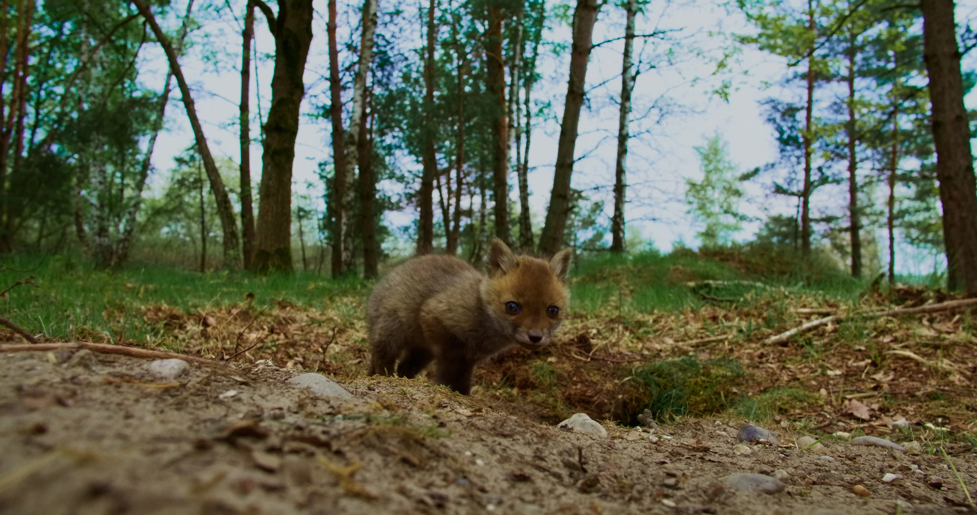 Onze natuur, het wilde België - Cineville